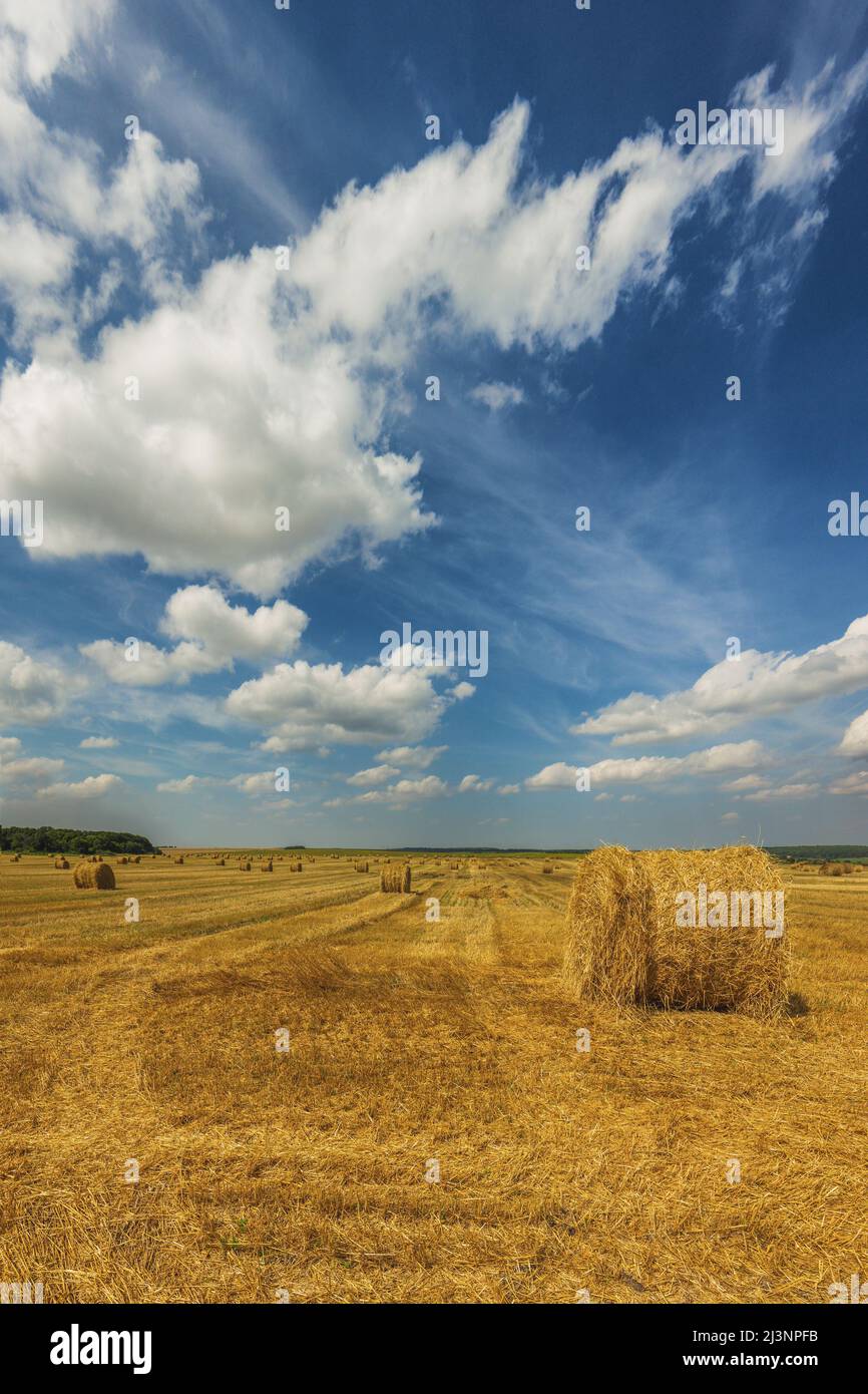 Summer field with straw mows at daylight shot Stock Photo - Alamy