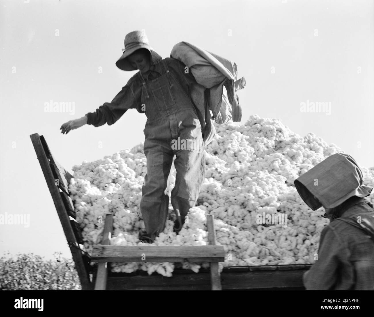 Cotton picker. San Joaquin Valley, California Stock Photo - Alamy