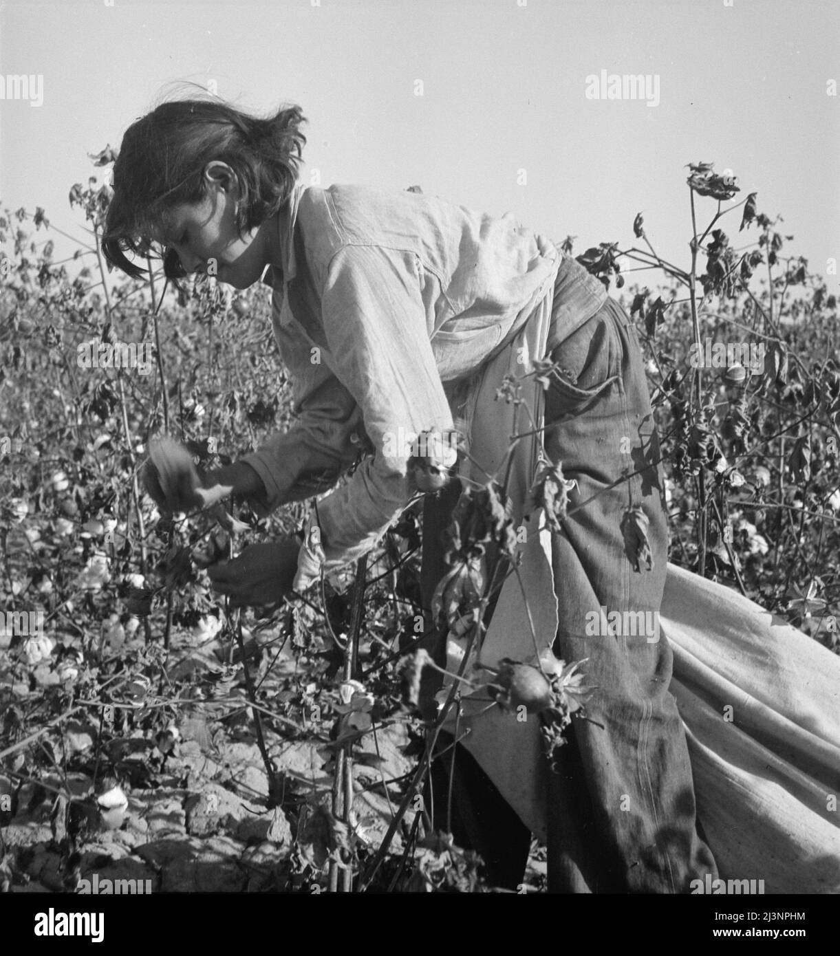 Cotton picker. Southern San Joaquin Valley, California Stock Photo - Alamy