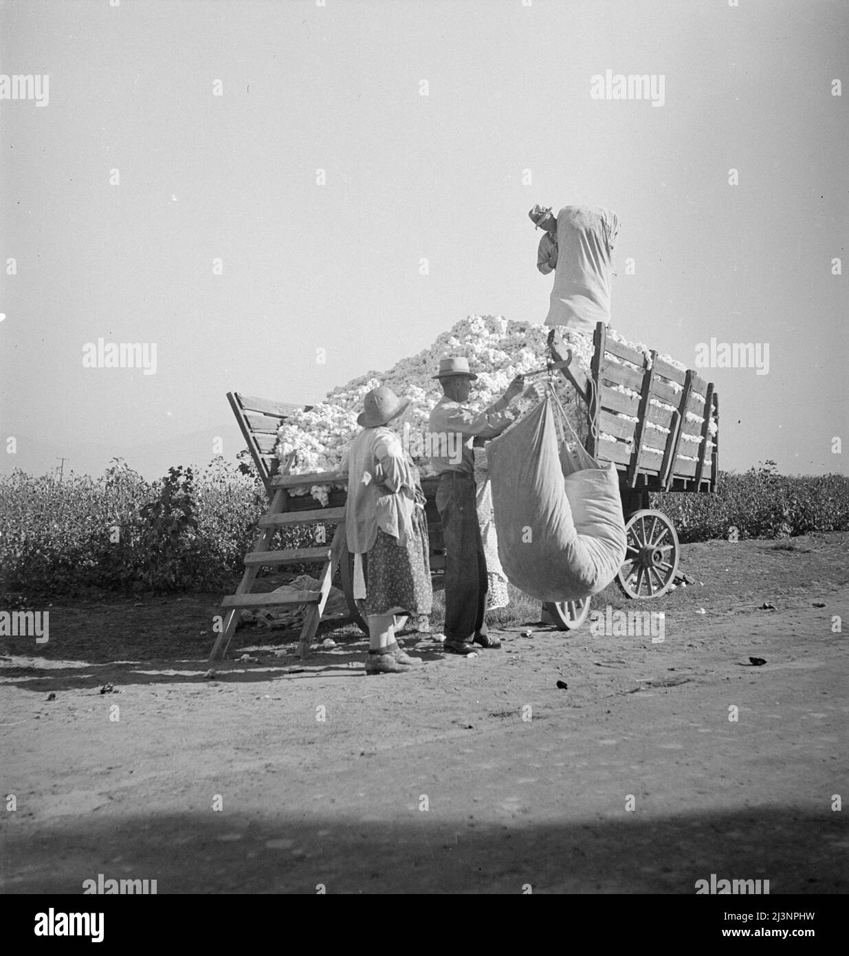 Cotton picker. San Joaquin Valley, California Stock Photo - Alamy