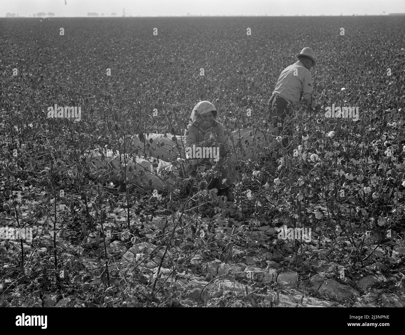 Picking cotton. San Joaquin Valley, California Stock Photo - Alamy