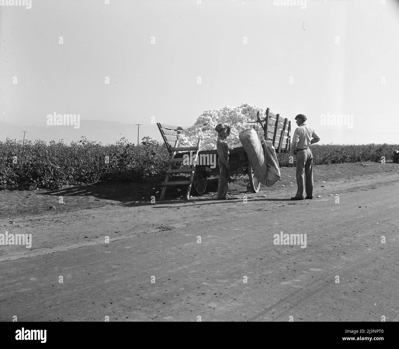 Weighing in cotton. Southern San Joaquin Valley, California Stock Photo ...