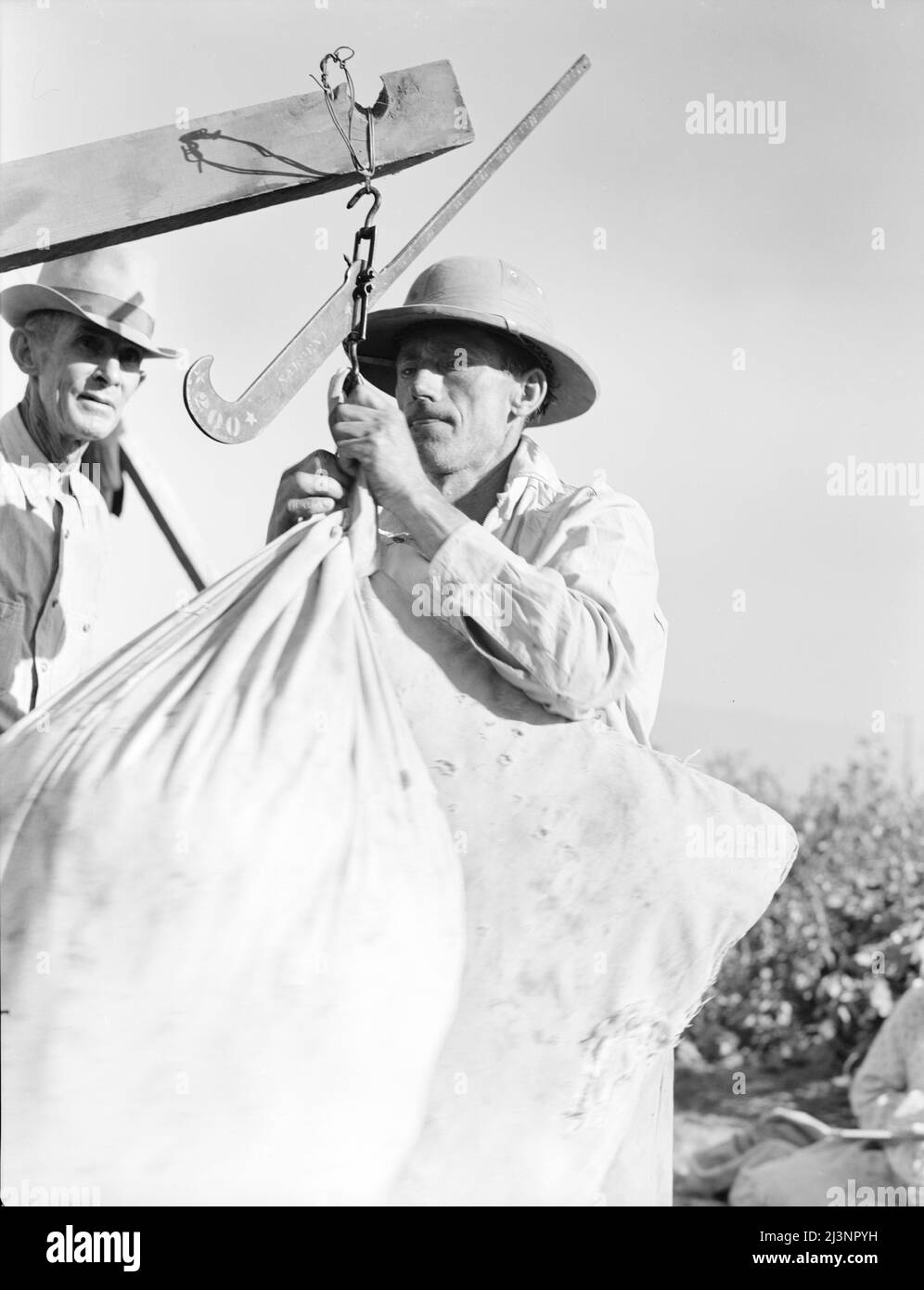 Weighing in cotton. Southern San Joaquin Valley, California Stock Photo ...