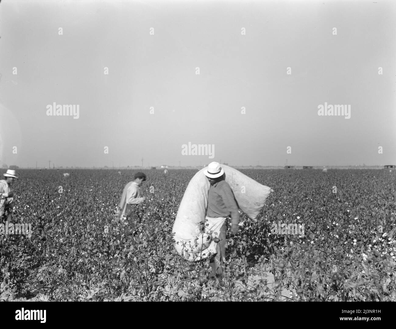 Pickers in cotton field. Southern San Joaquin Valley, California Stock ...