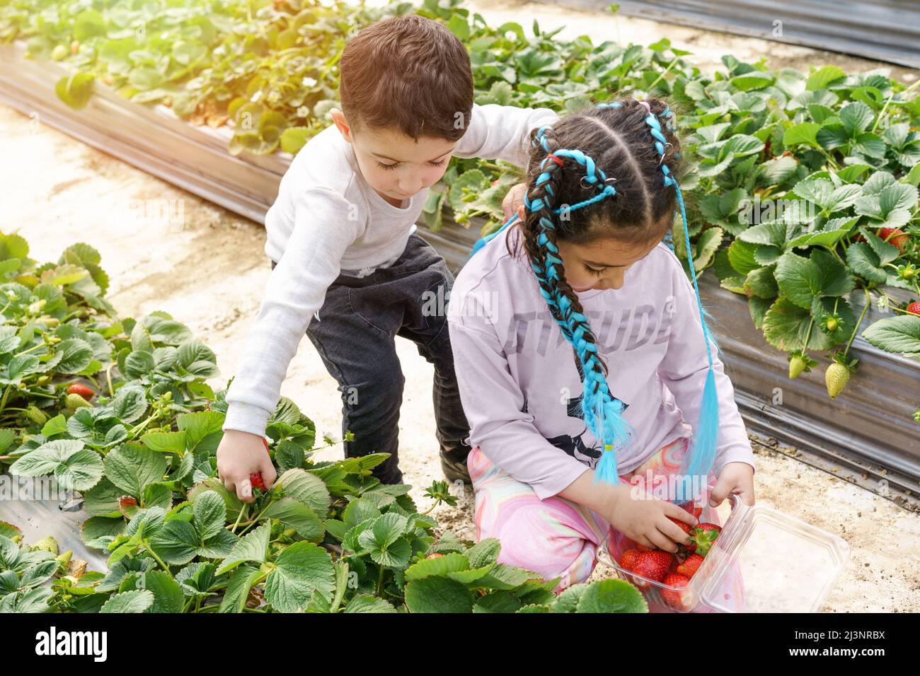 Children picking strawberry.Series images of family picking their own ...