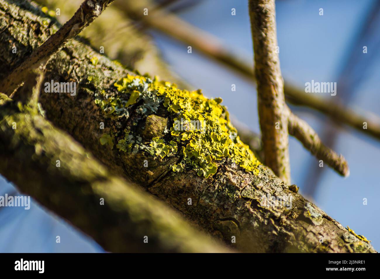 Lichens on the bark of dry tree branches Stock Photo - Alamy