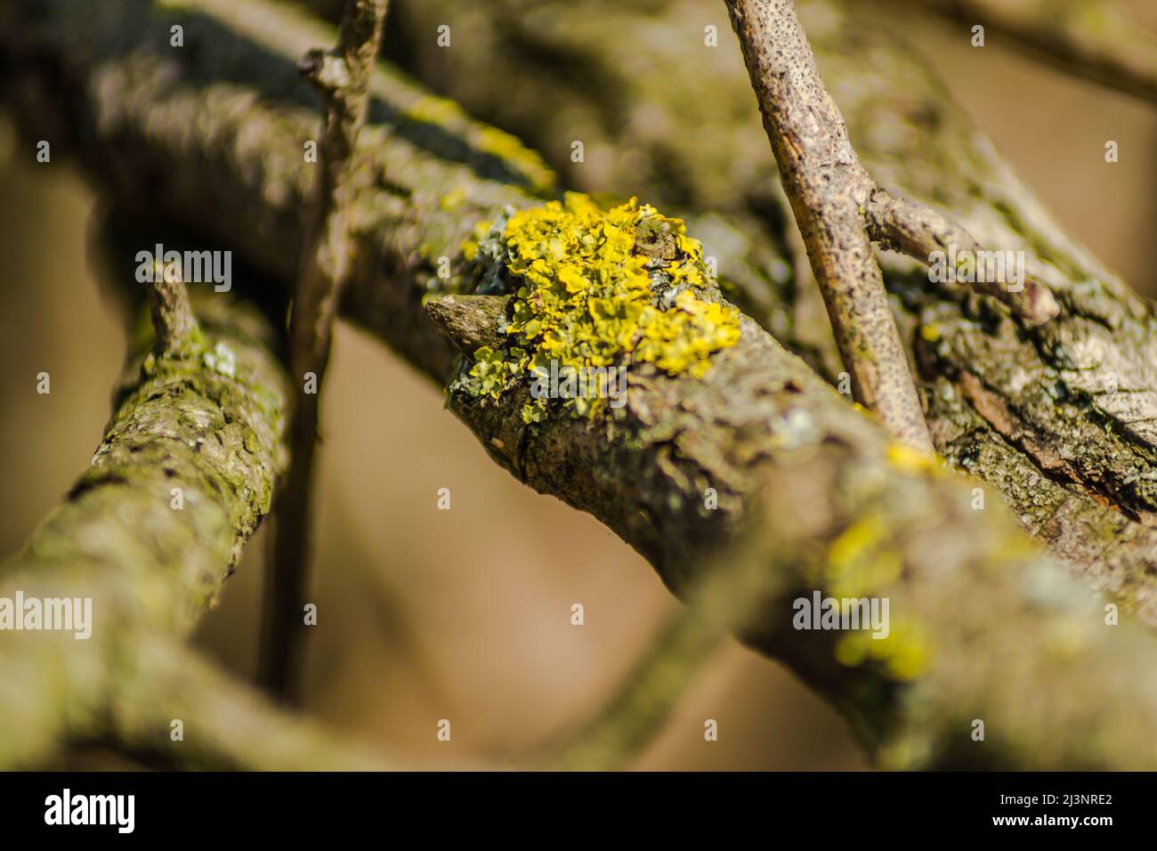 Lichens on the bark of dry tree branches Stock Photo - Alamy