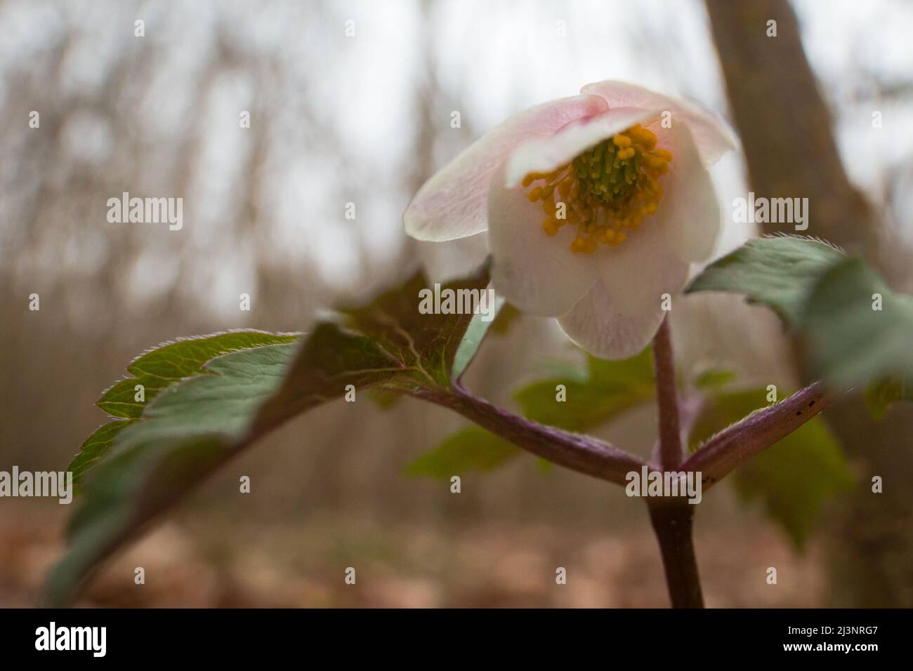 Looking up at a wood anemone growing in the trees in spring Stock Photo ...