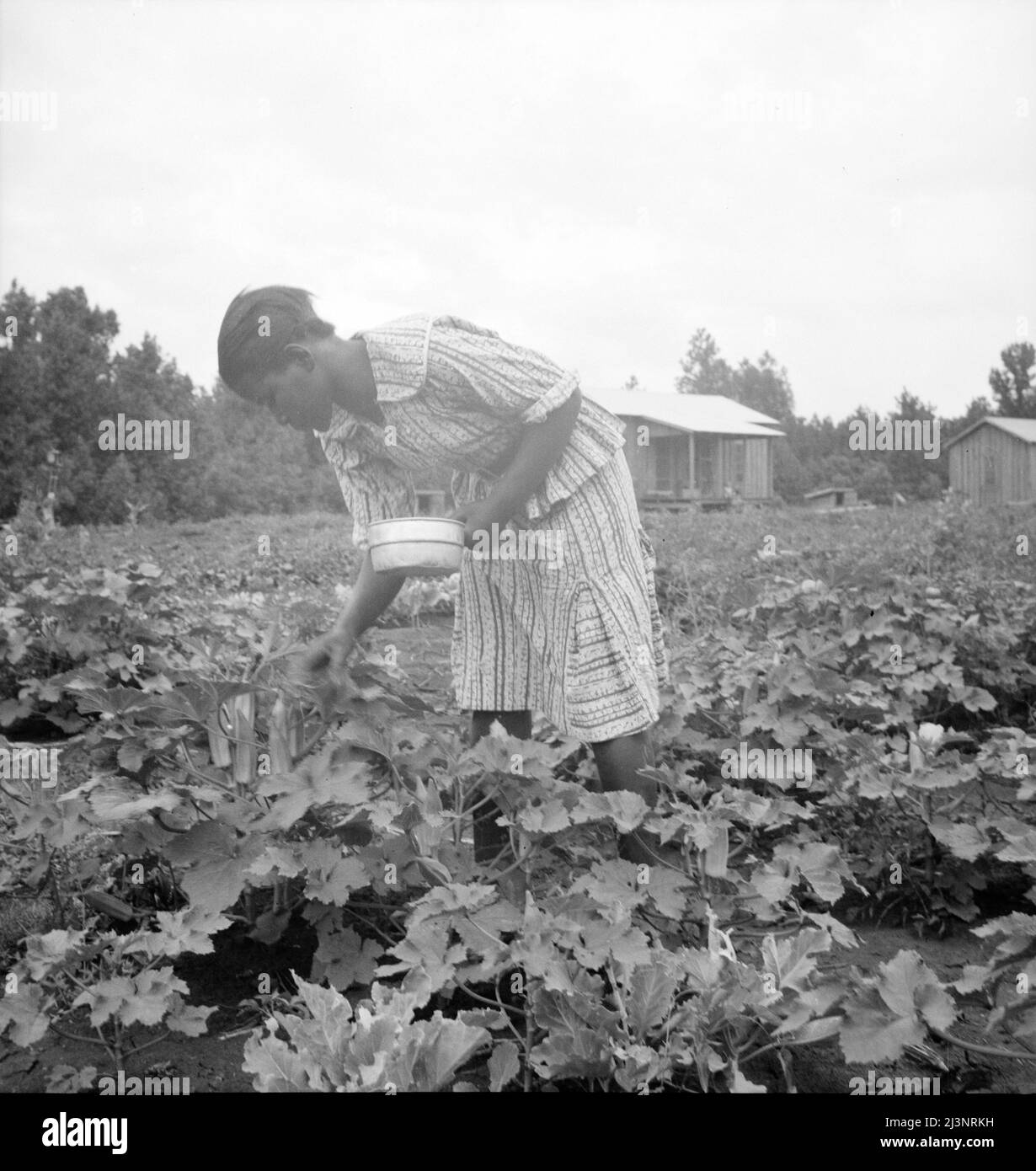 African american sharecroppers 1930s hi-res stock photography and ...