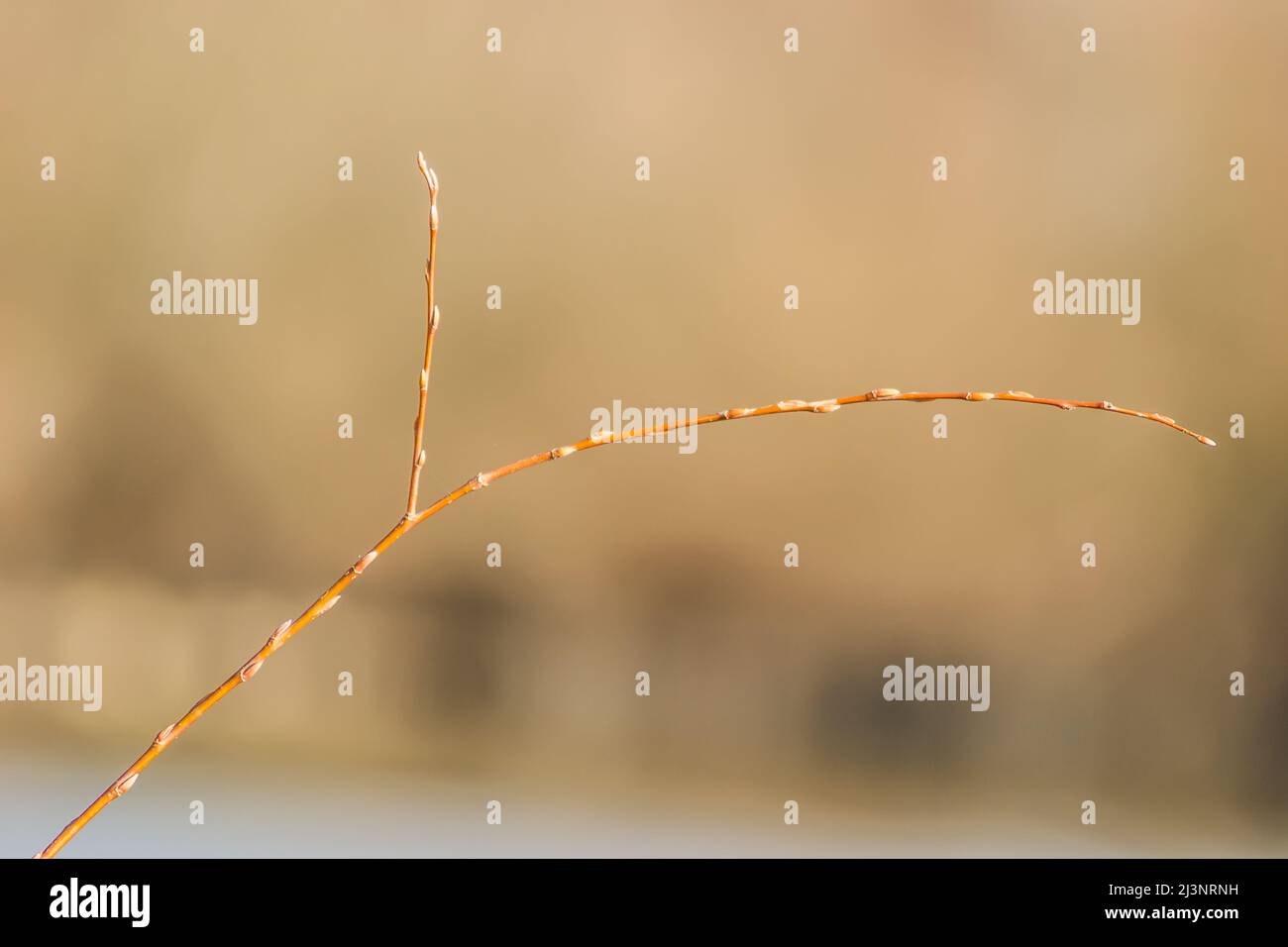 Branch poplar tree hi-res stock photography and images - Alamy