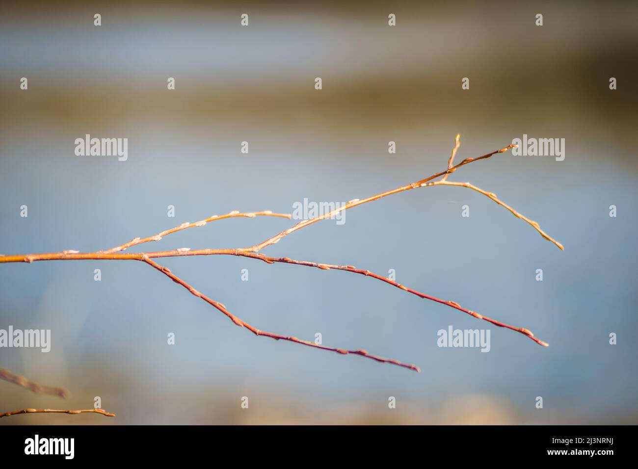 Separated trunk hi-res stock photography and images - Alamy