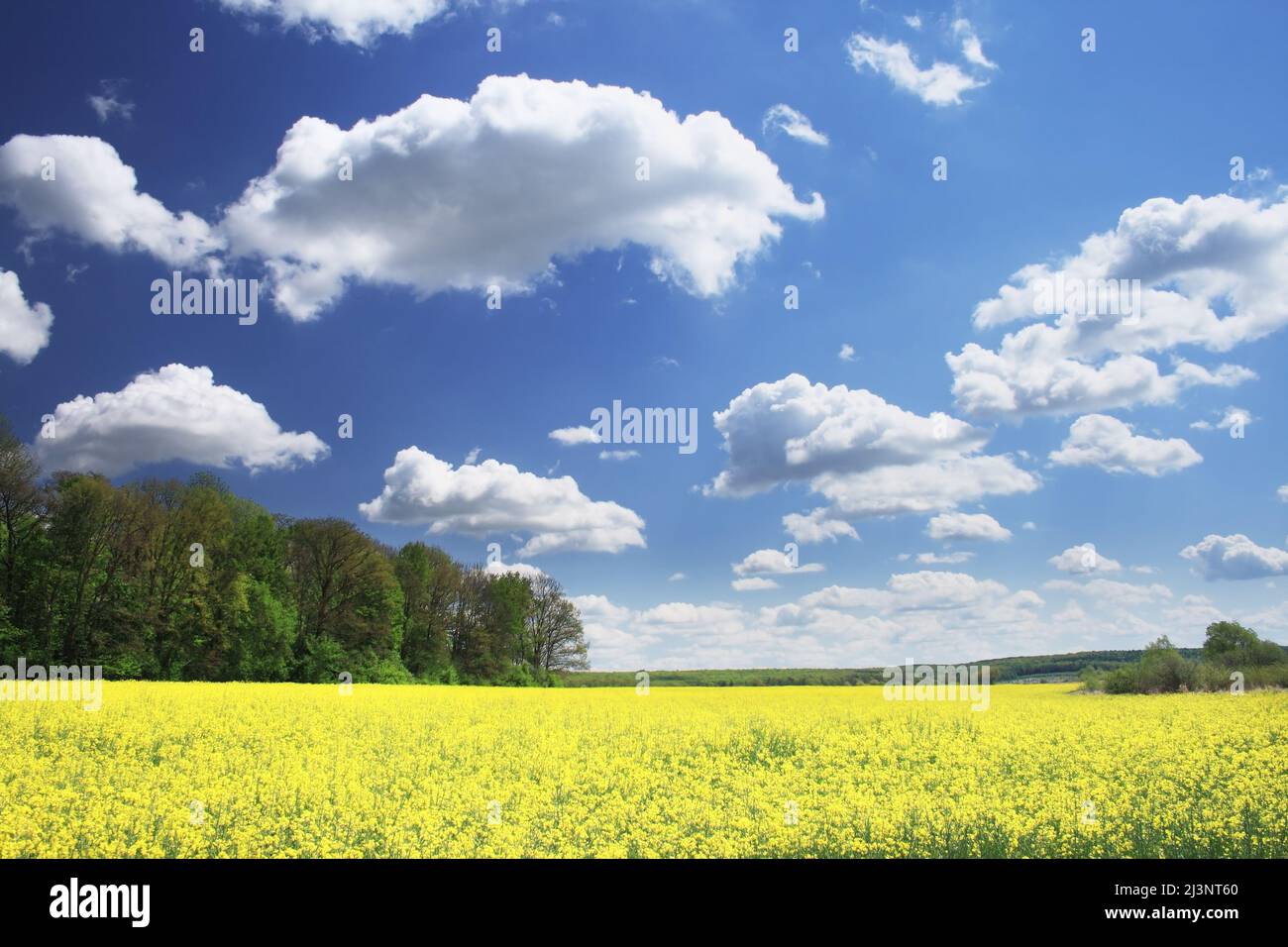 spring field and the beautiful blue sky Stock Photo - Alamy