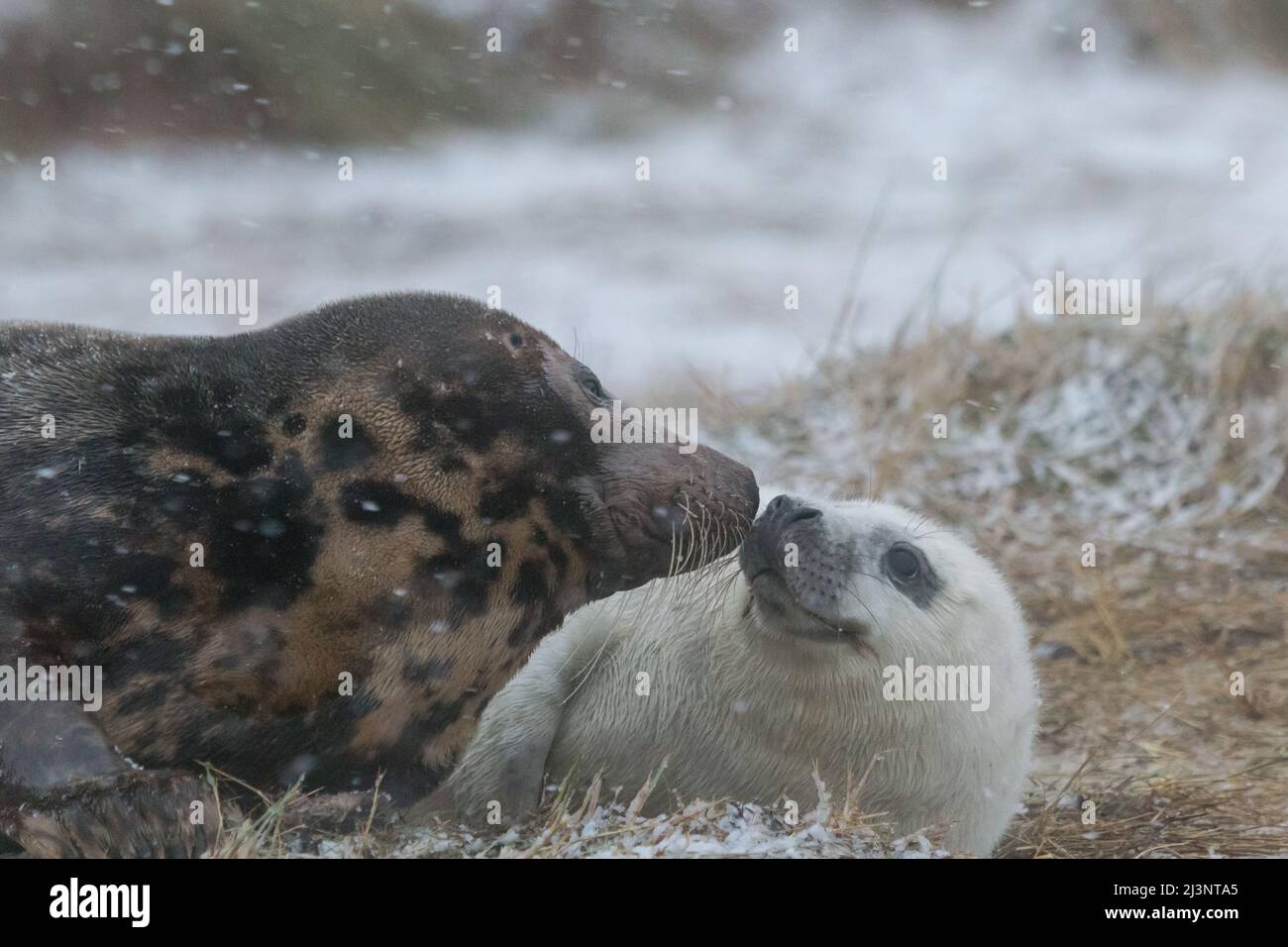 A mum and young seal poking noses together in the freshly laid snow ...
