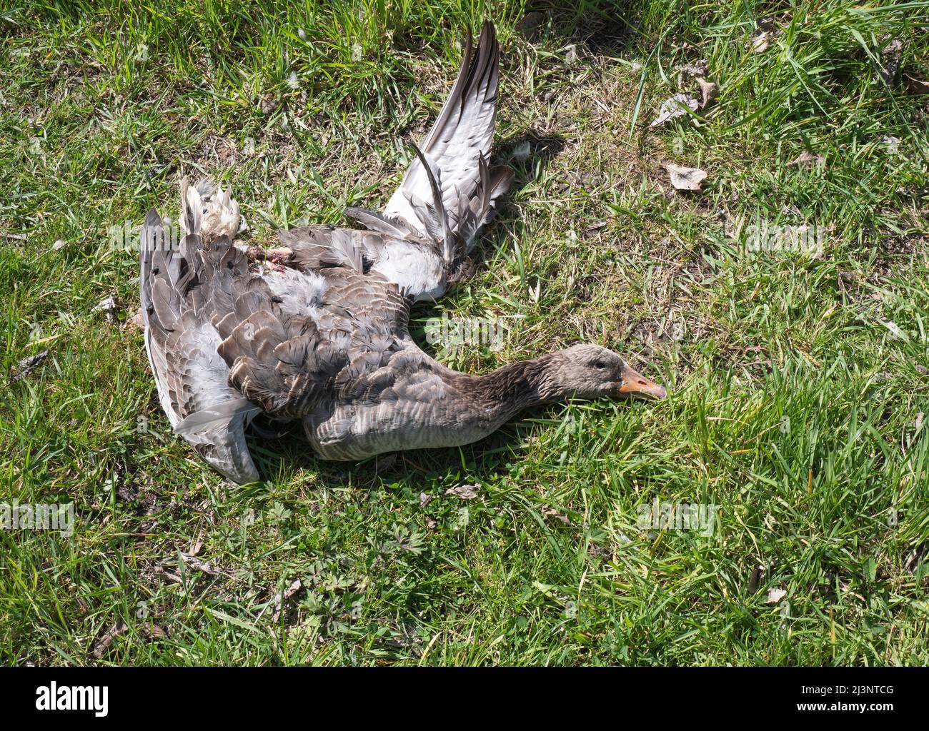 dead Greylag goose with open wound on the back lies in the grass Stock ...