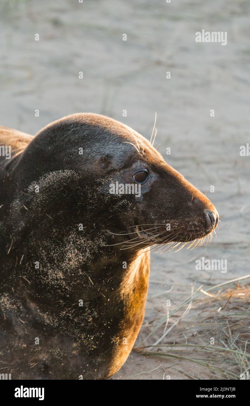 Grey seal morning sun hi-res stock photography and images - Alamy