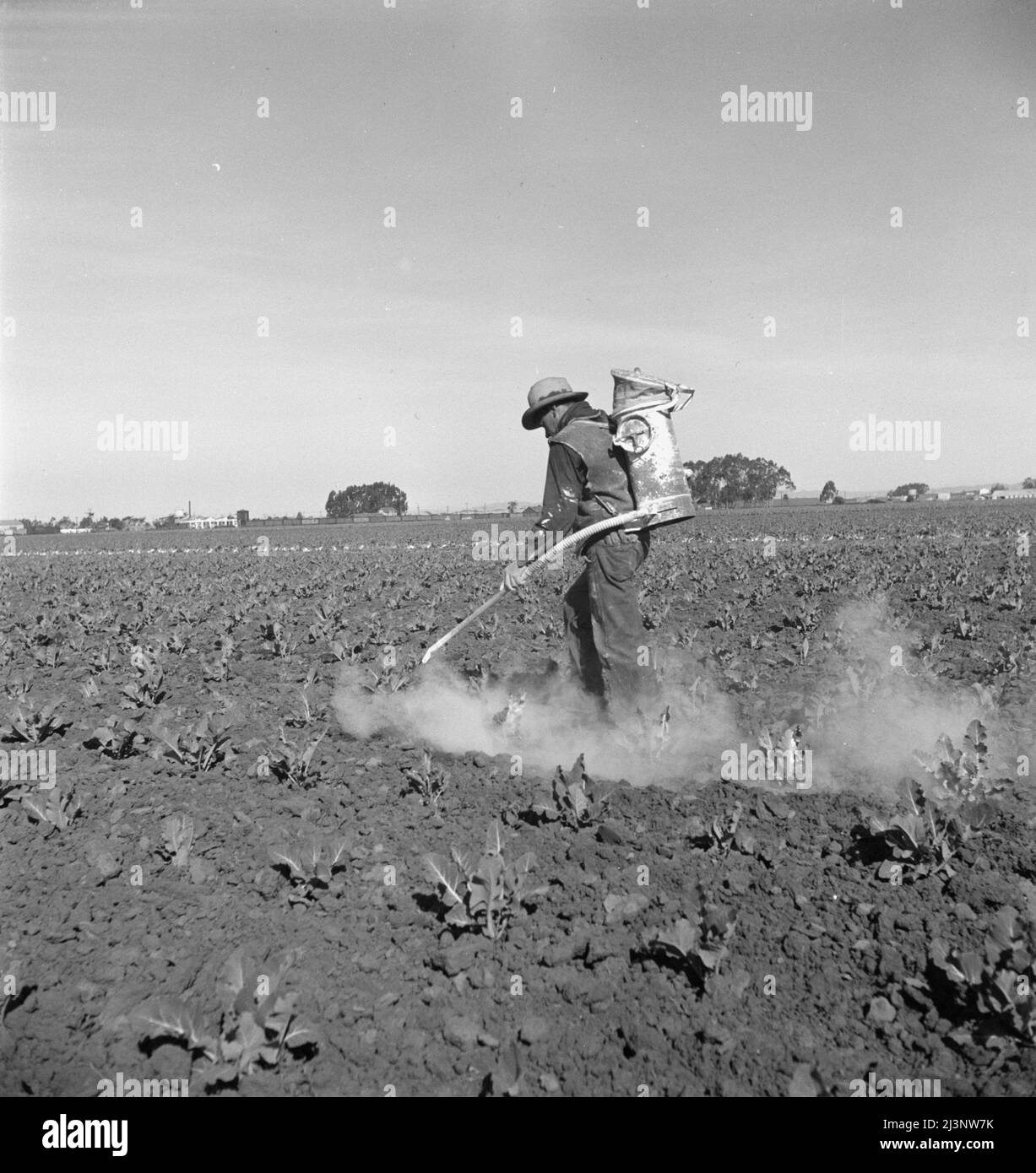 Dusting cauliflower plants near Santa Maria, California Stock Photo - Alamy