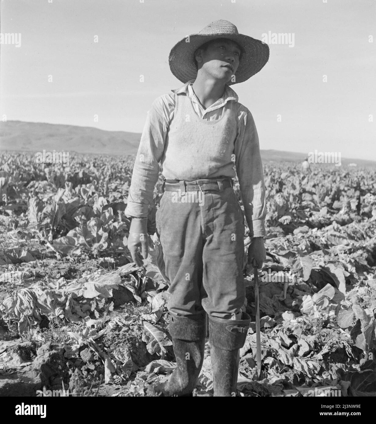 Filipino boy of a labor gang cutting cauliflower near Santa Maria ...