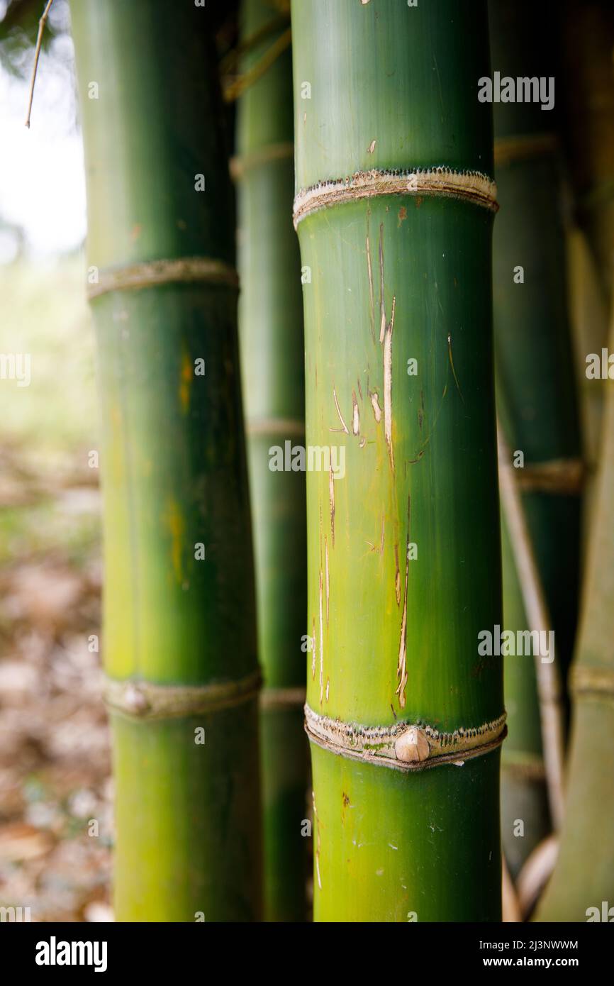 Background texture thickets of bamboo trees Stock Photo - Alamy