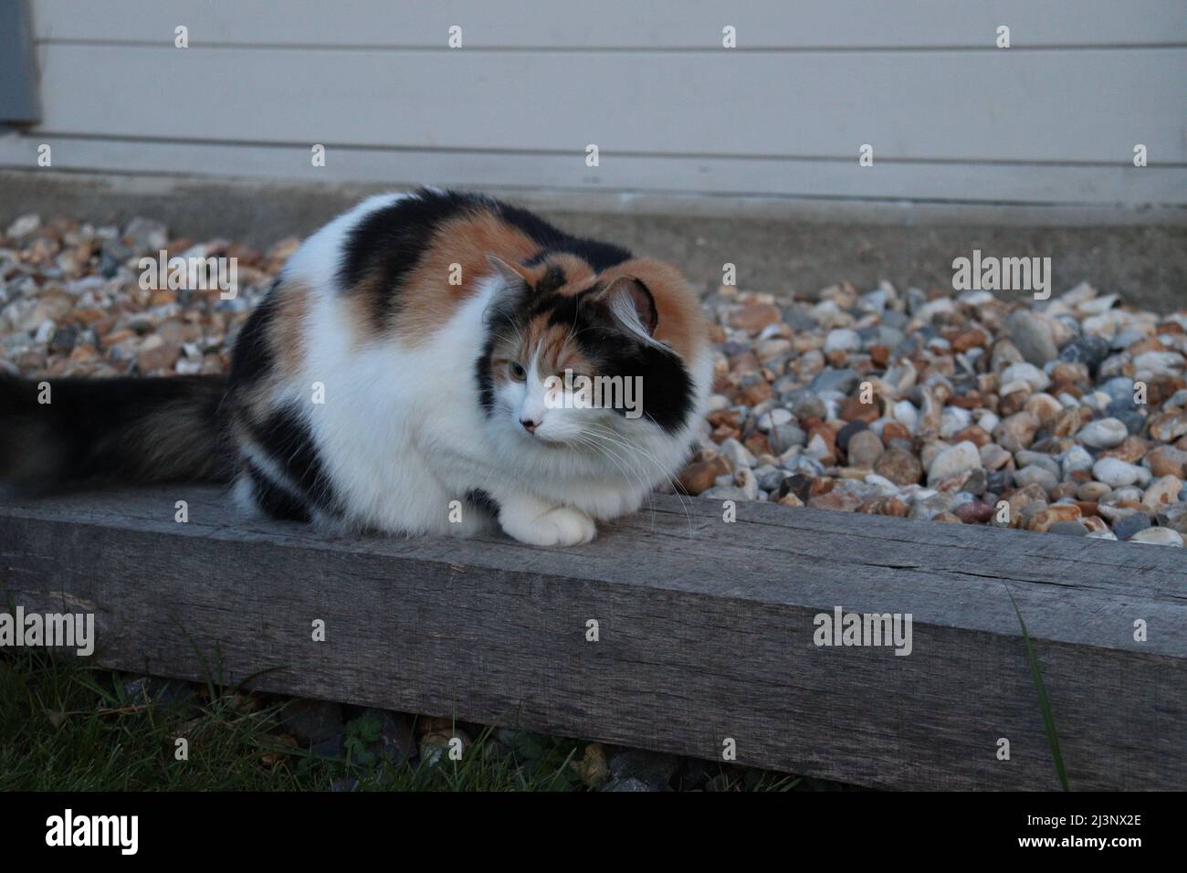 Calico cat sitting Stock Photo - Alamy