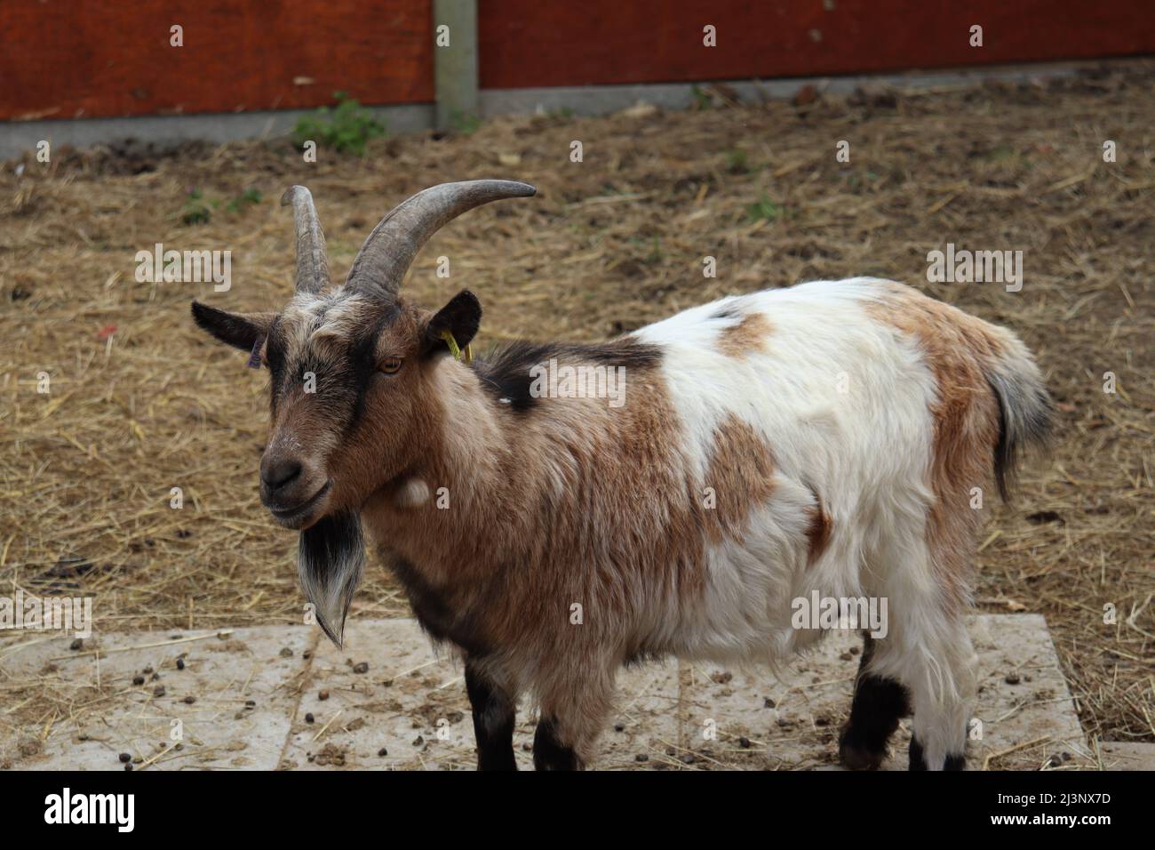 Angora goat horns hi-res stock photography and images - Alamy