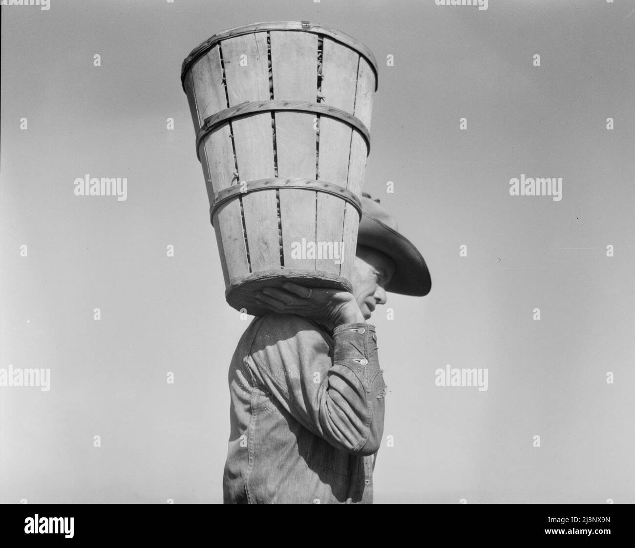 Pea picker carrying a hamper of peas to the weighmaster. Nipomo ...