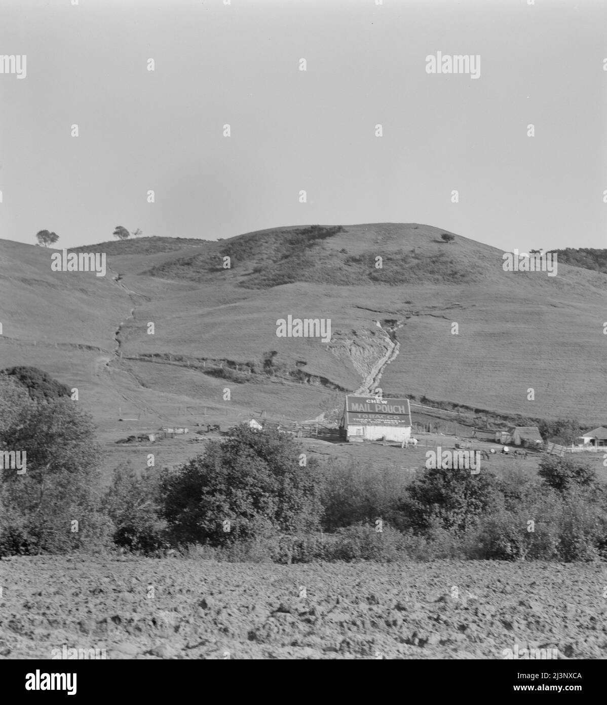 Soil erosion in California hills. Small dairy ranch near Gibson ...
