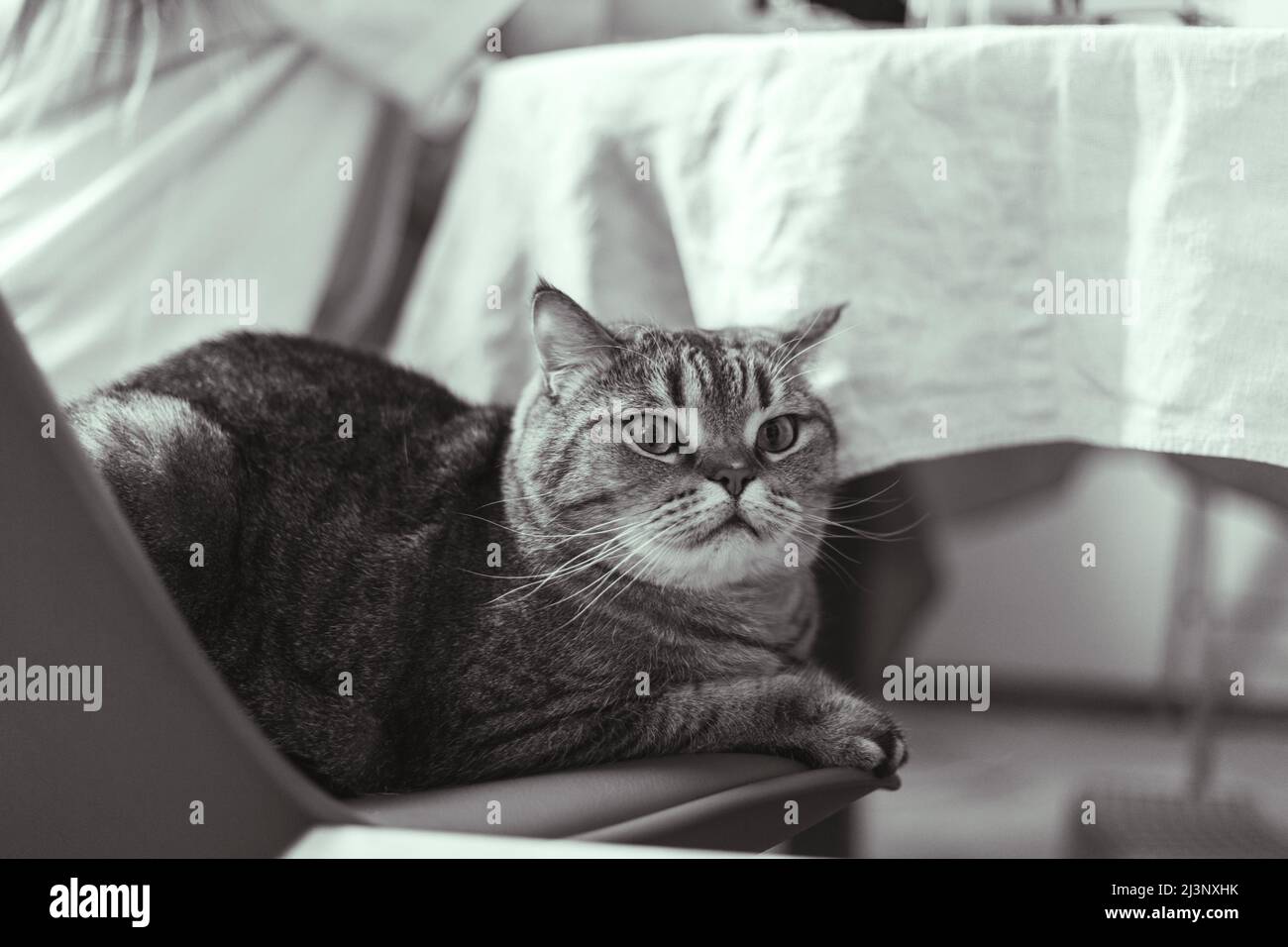 The cat sits on a chair near the dining table Stock Photo - Alamy