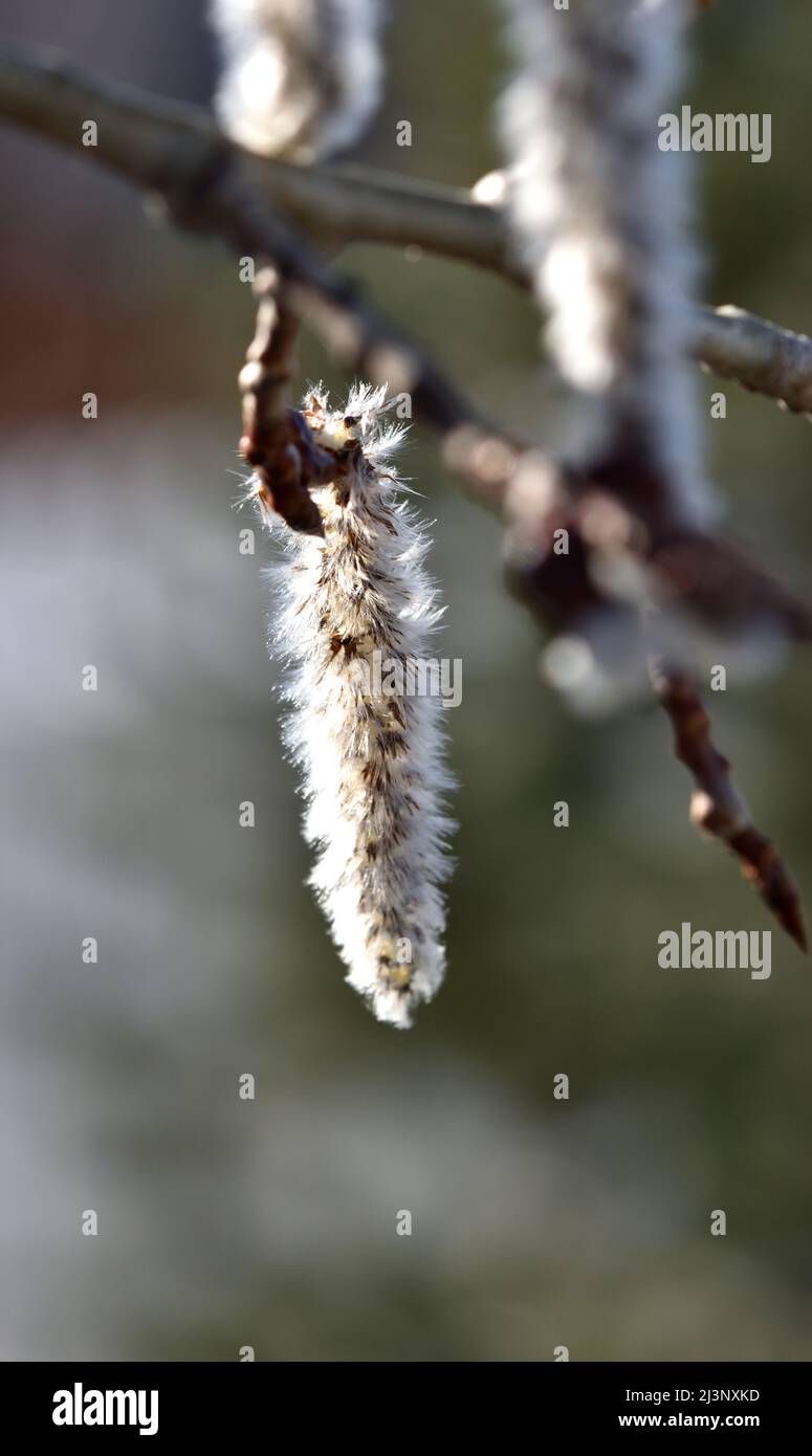 Populus tremuloides catkins hi-res stock photography and images - Alamy