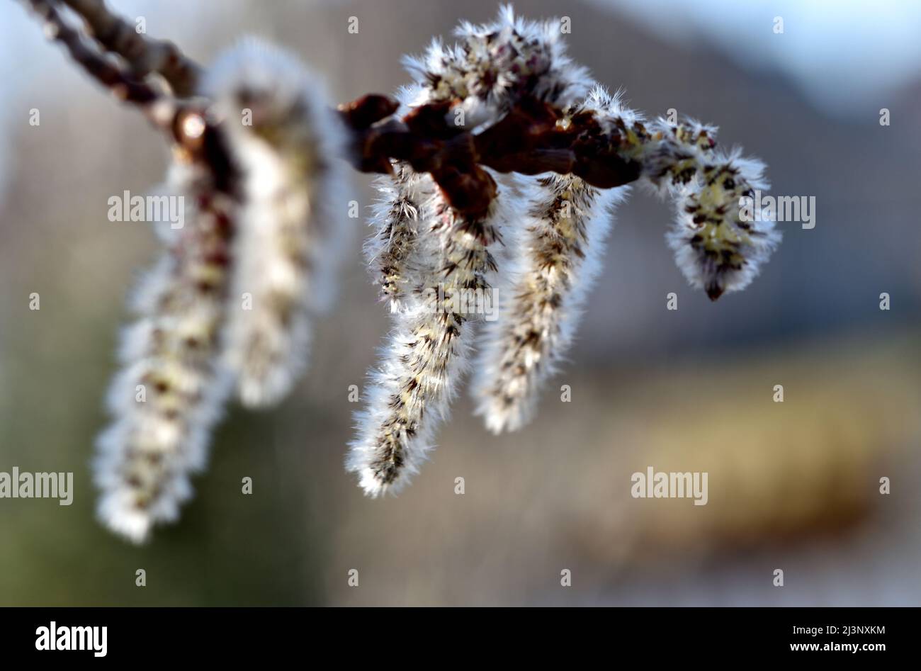 Populus tremuloides catkins hi-res stock photography and images - Alamy