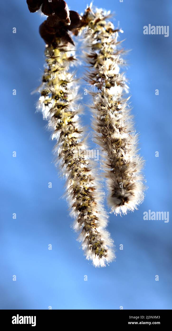 Macro photograph of Quaking Aspen (Populus tremuloides) catkin against ...