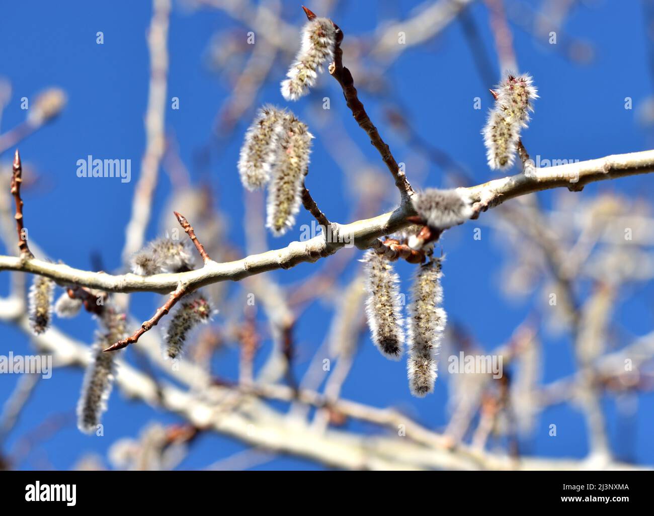 Populus tremuloides catkin hi-res stock photography and images - Alamy