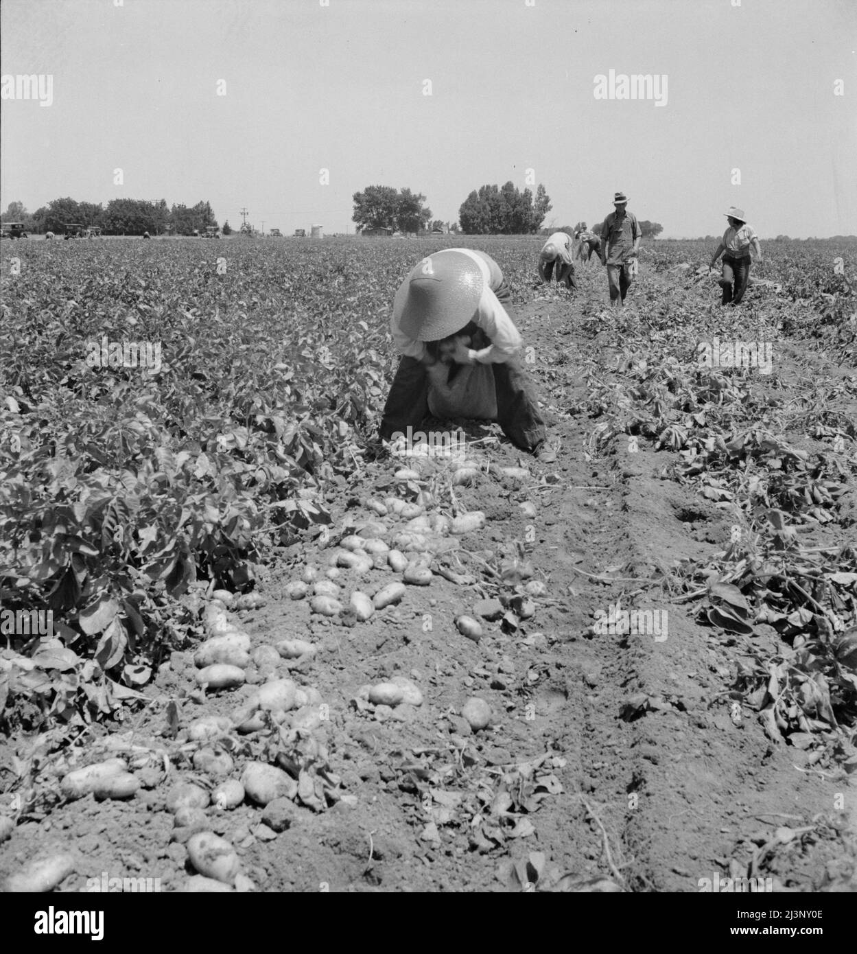 Potato gathering and sorting potatoes hi-res stock photography and ...