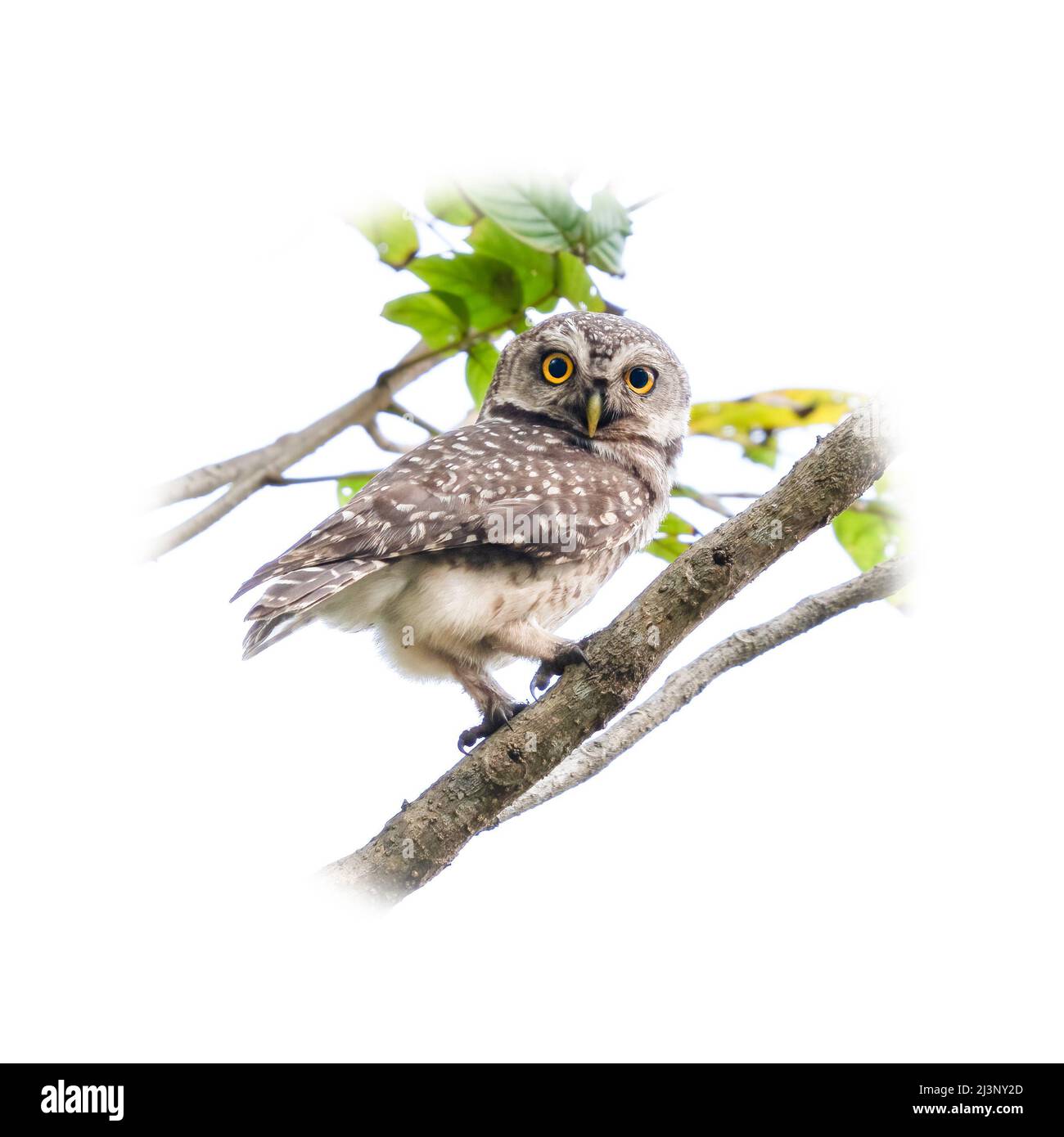 Straight extinction Cut Out Stock Images & Pictures - Alamy