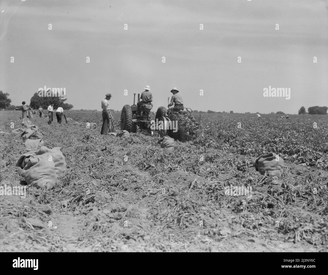 Mechanical potato pickers hi-res stock photography and images - Alamy