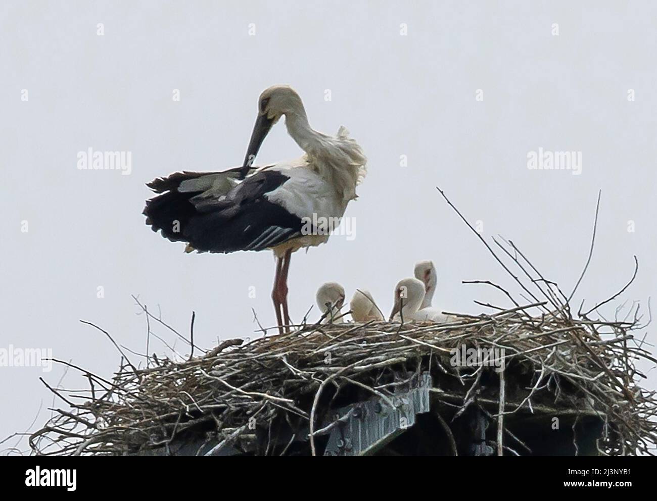 SUQIAN, CHINA - APRIL 9, 2022 - Photo show oriental white storks guard ...