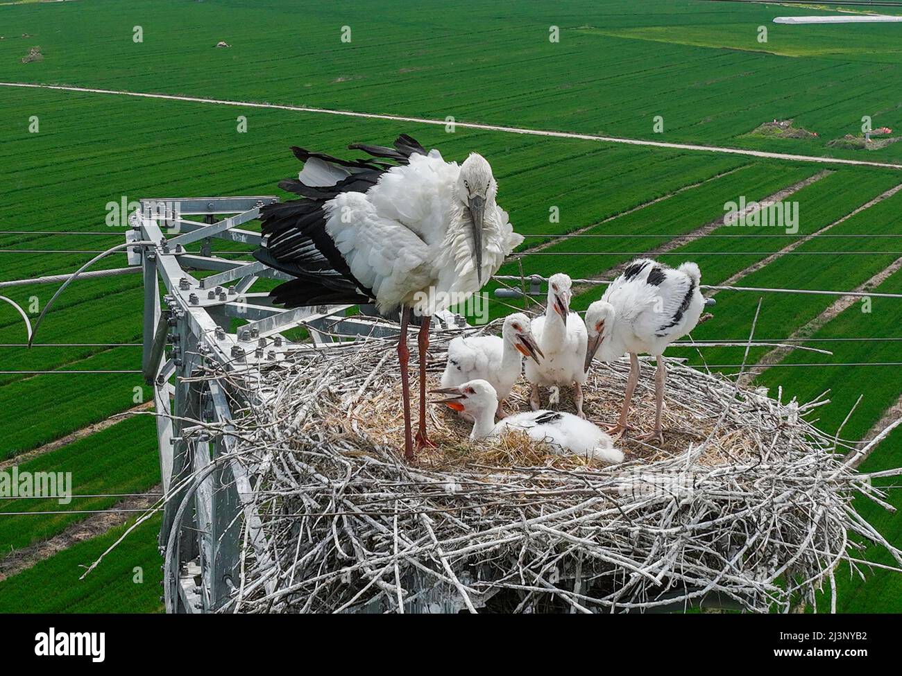 SUQIAN, CHINA - APRIL 9, 2022 - Photo show oriental white storks guard ...