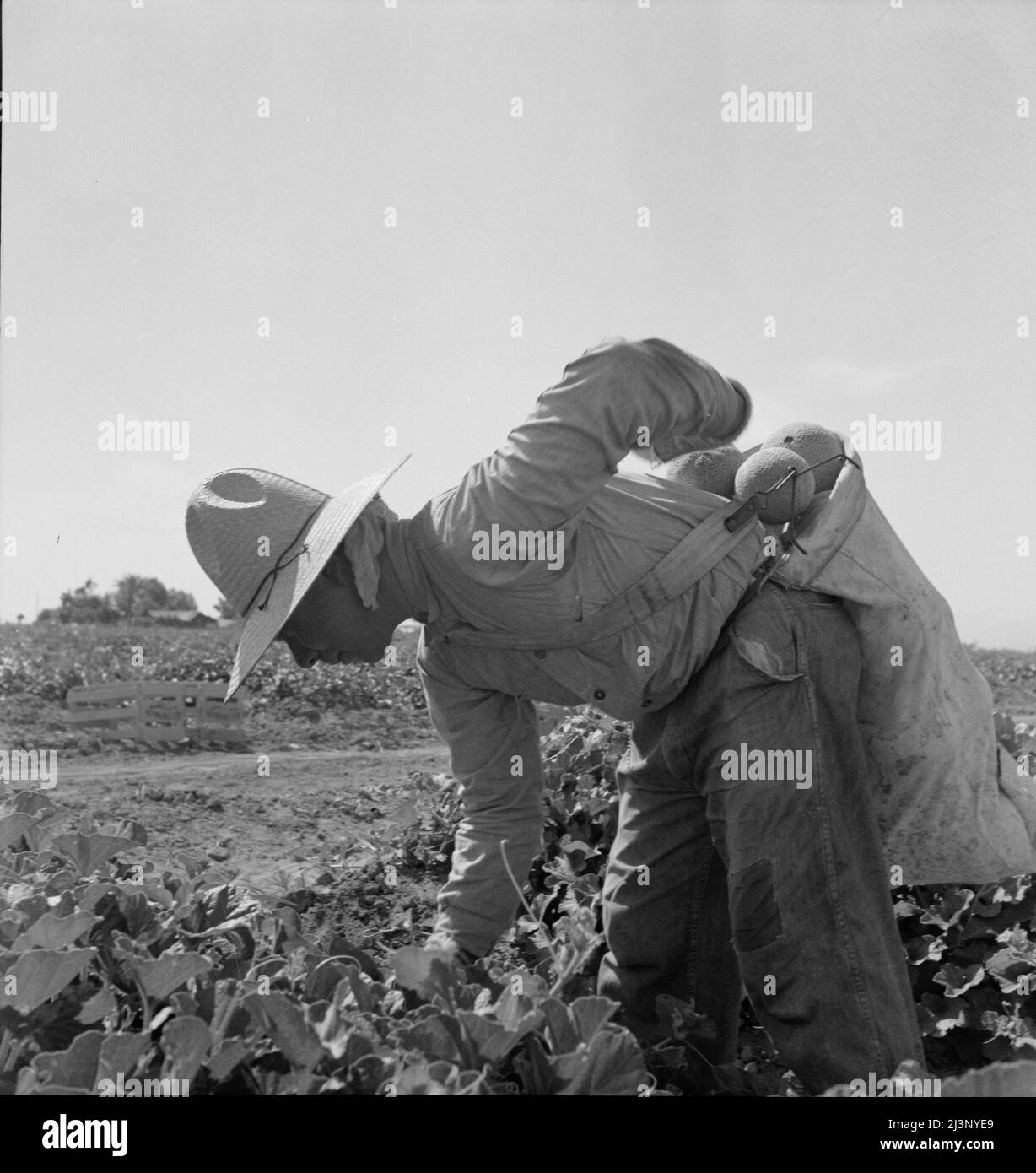 Melon picker hi-res stock photography and images - Alamy