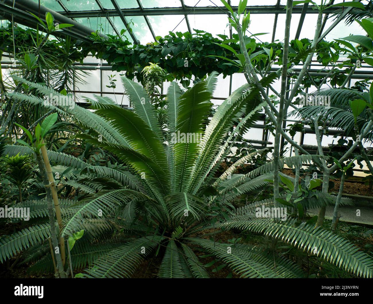 Green leaf plant conservatory hi-res stock photography and images - Alamy