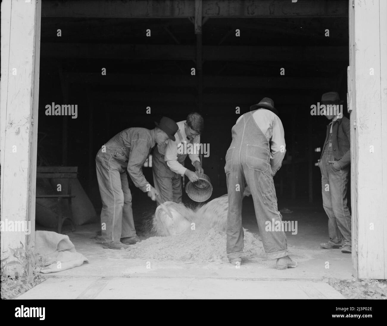 Pest to farmers Black and White Stock Photos & Images - Alamy