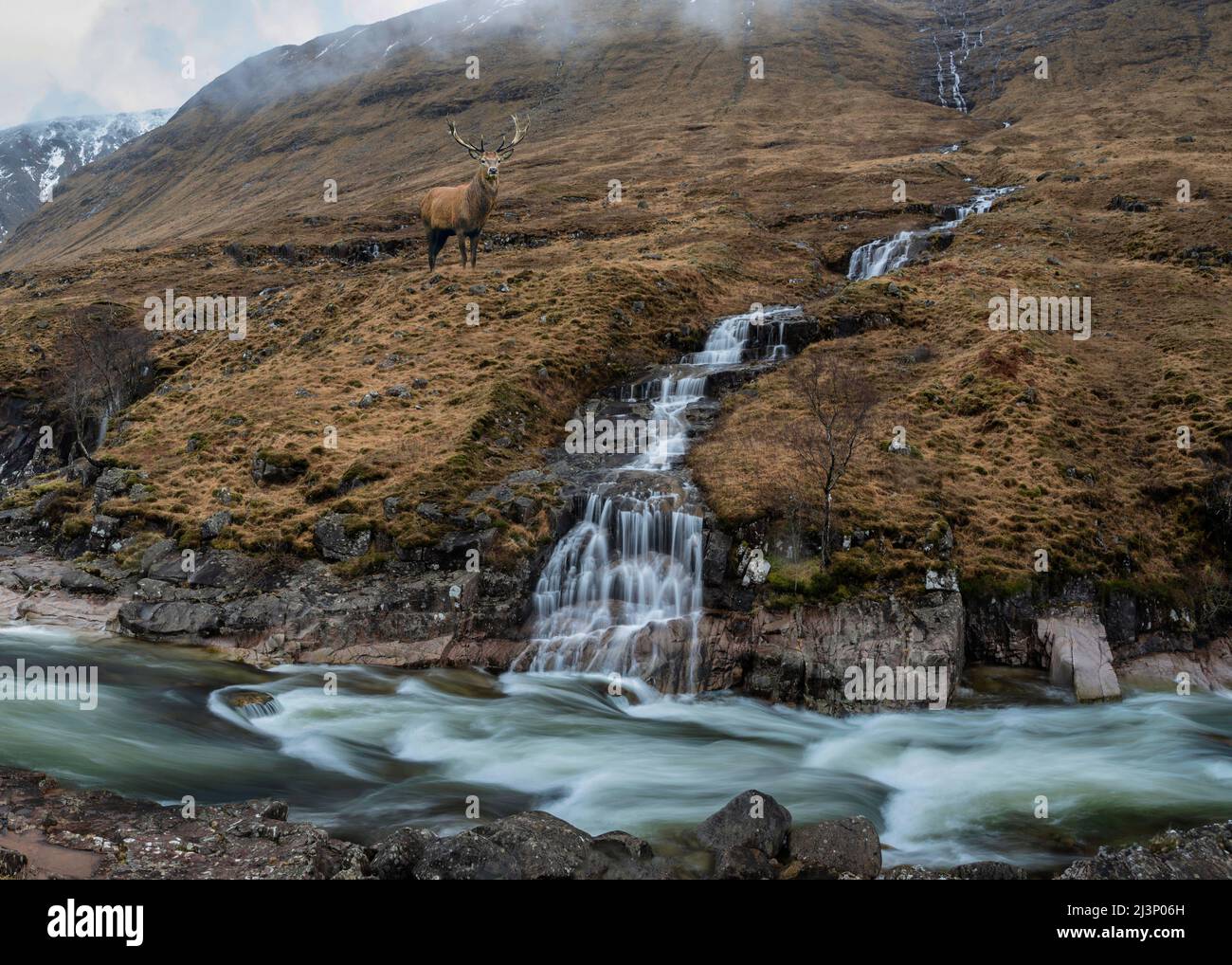 Composite image of red deer stag in Beautiful Winter landscape image of ...