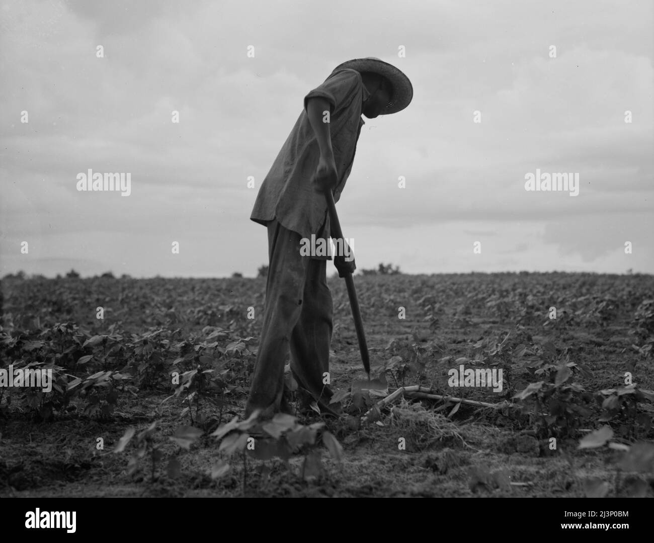 Negro hoeing cotton near Yazoo City, Mississippi Stock Photo - Alamy