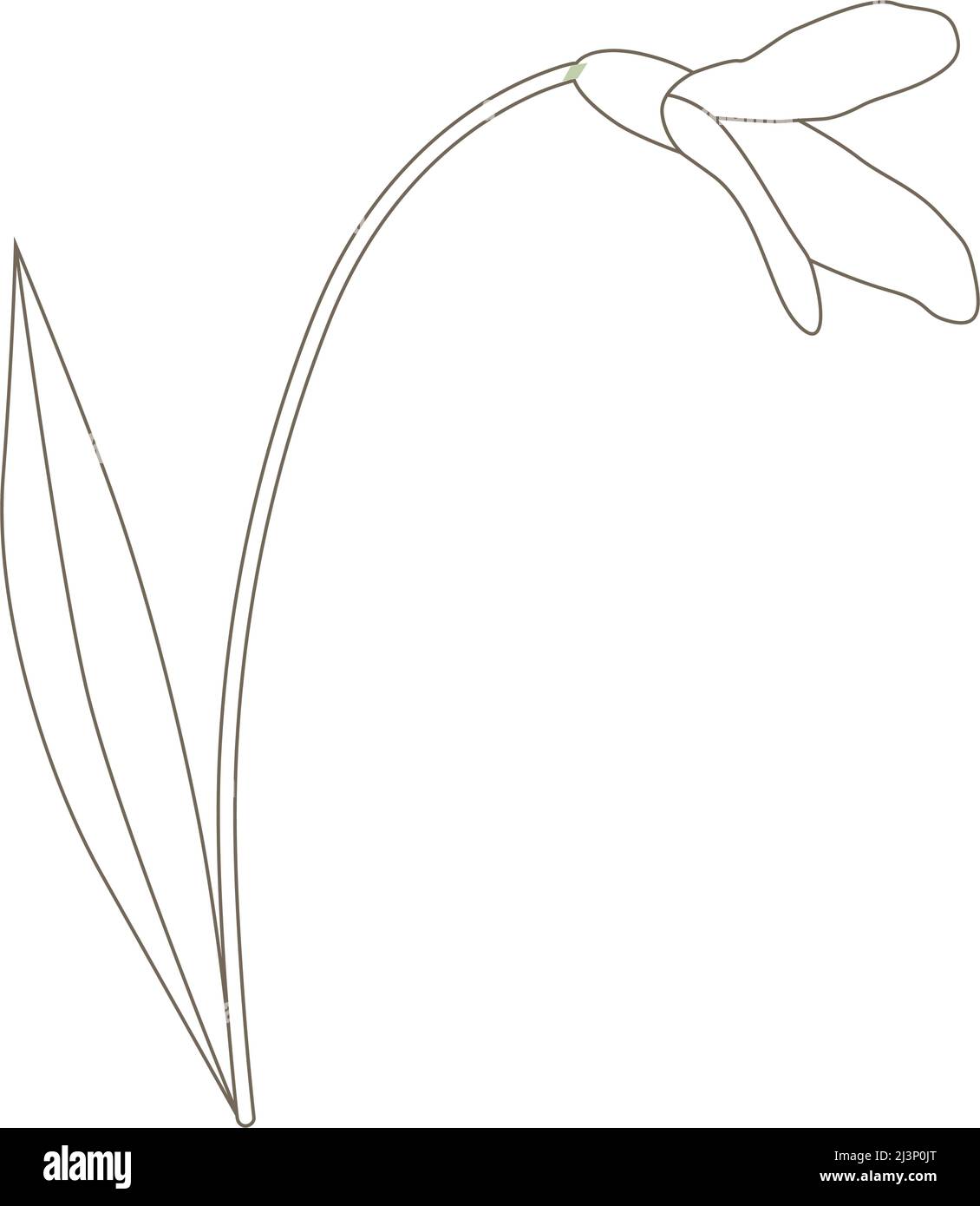 Summer bloom vector vectors hi-res stock photography and images - Alamy