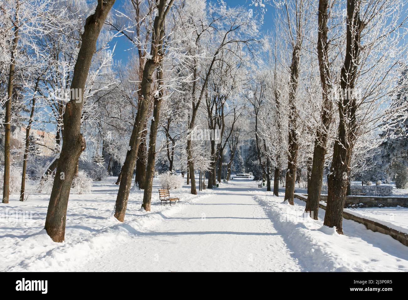 Beautiful winter landscape with snow covered trees Stock Photo - Alamy
