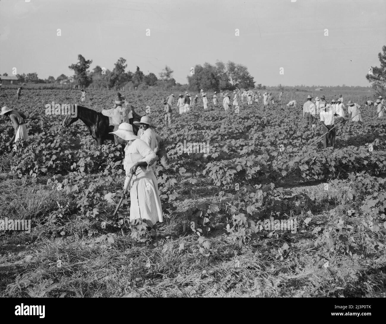 Hoes farm Black and White Stock Photos & Images - Alamy