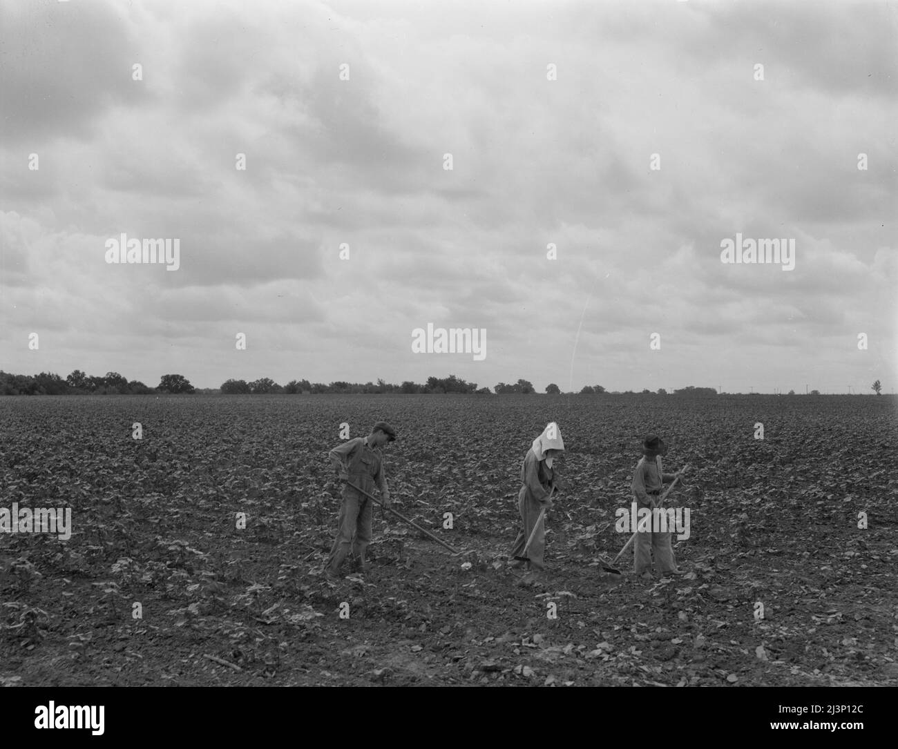 Day laborers hoeing cotton. Many tenant farmers become day laborers on ...