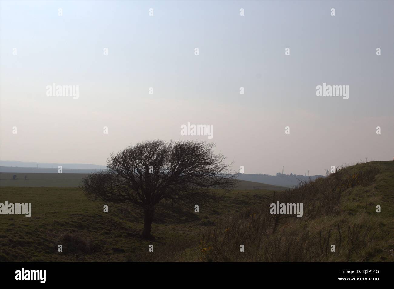 tree in the open plain Stock Photo - Alamy