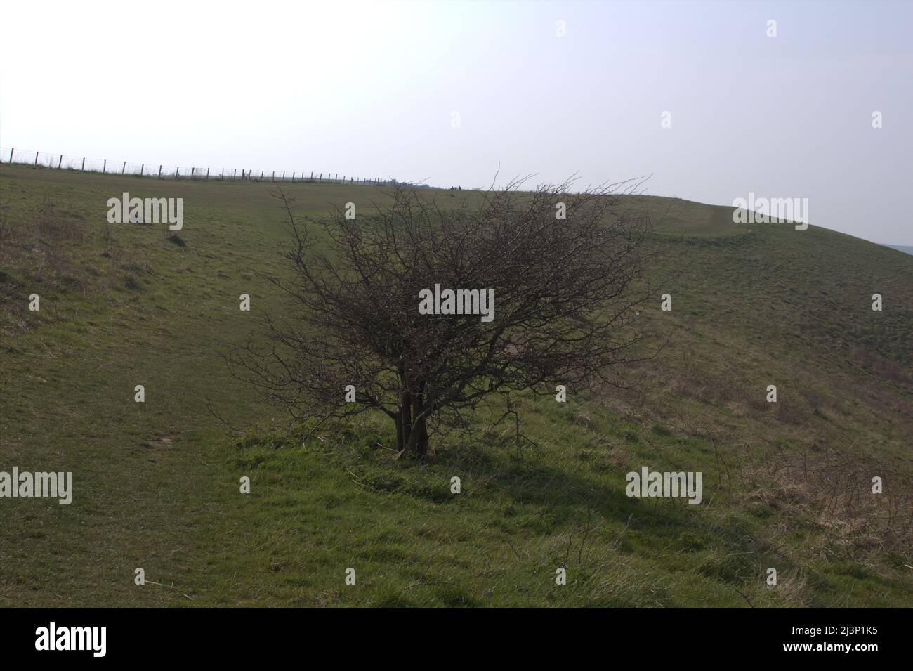 tree in the open plain Stock Photo - Alamy
