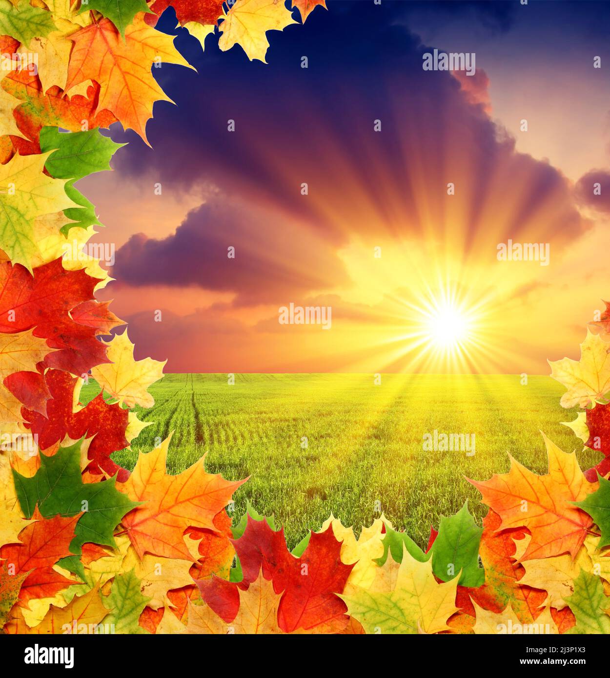 autumn field with border from fall colored leaves Stock Photo - Alamy