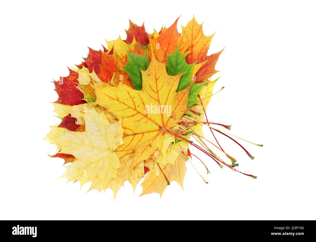 Beautiful autumn maple leaves isolated on white background Stock Photo ...
