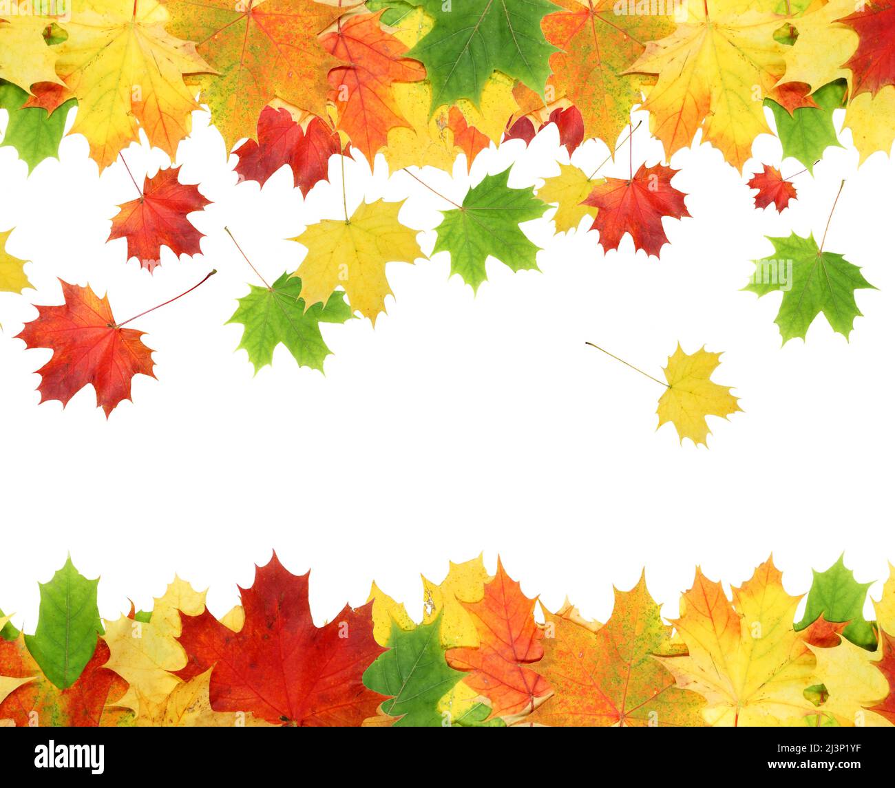 Beautiful autumn maple leaves isolated on white background Stock Photo ...